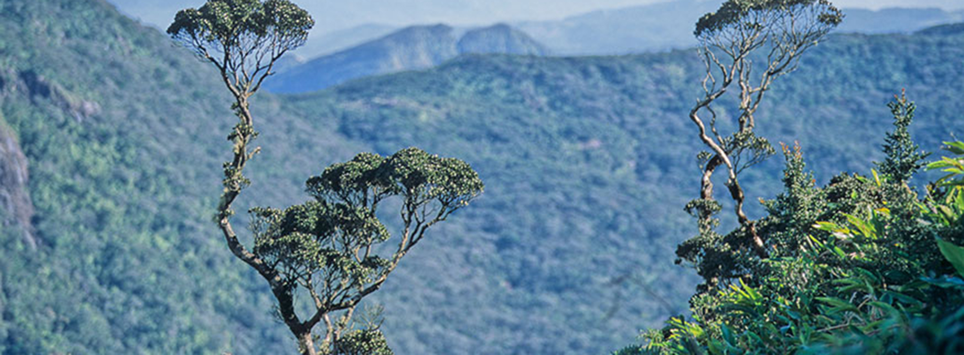 Knuckles Mountain Range Tropical Asia Tours Knuckles Mountain Range Tropical Asia Tours